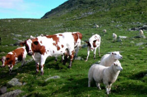 BioStone – Making Animals Healthier and Safer